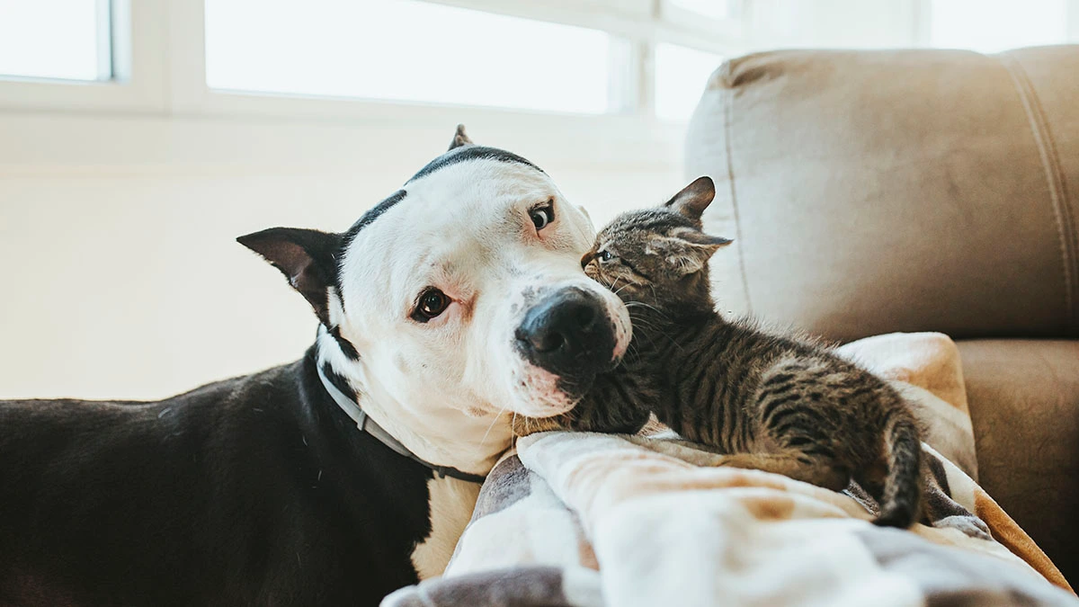 Animals Allowed Per Residence.